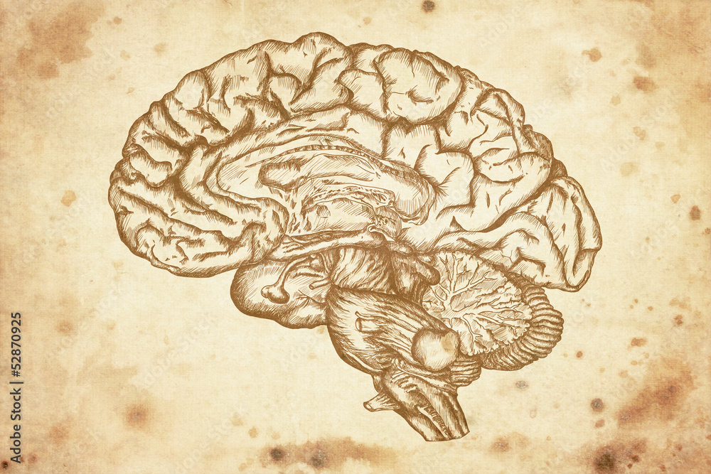 cursory drawing brain on old paper background Stock Illustration ...