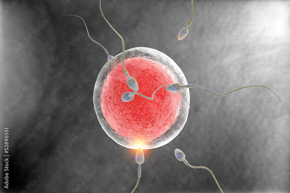 Fecundación Humana Stock Illustration | Adobe Stock