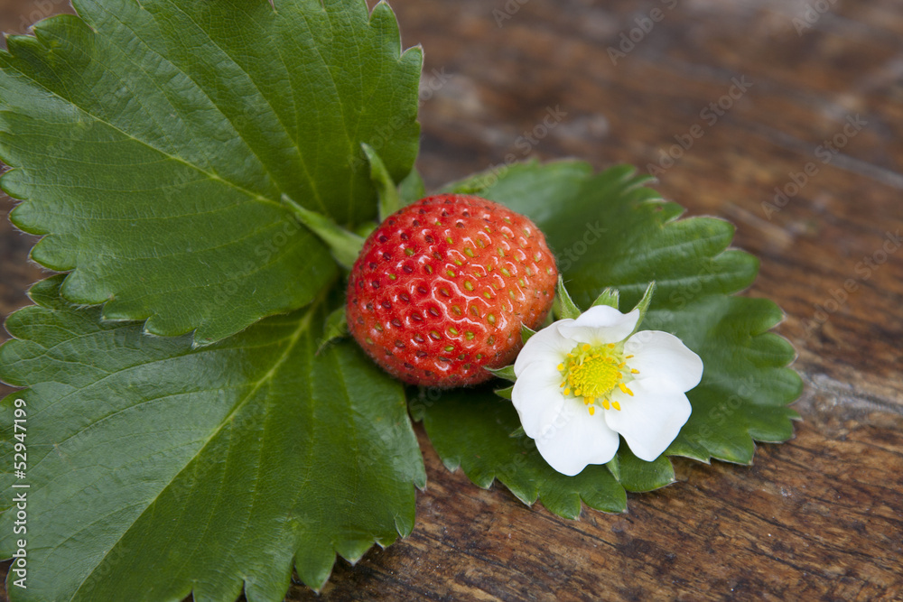fresa, flor y hoja de la fresa Stock Photo | Adobe Stock