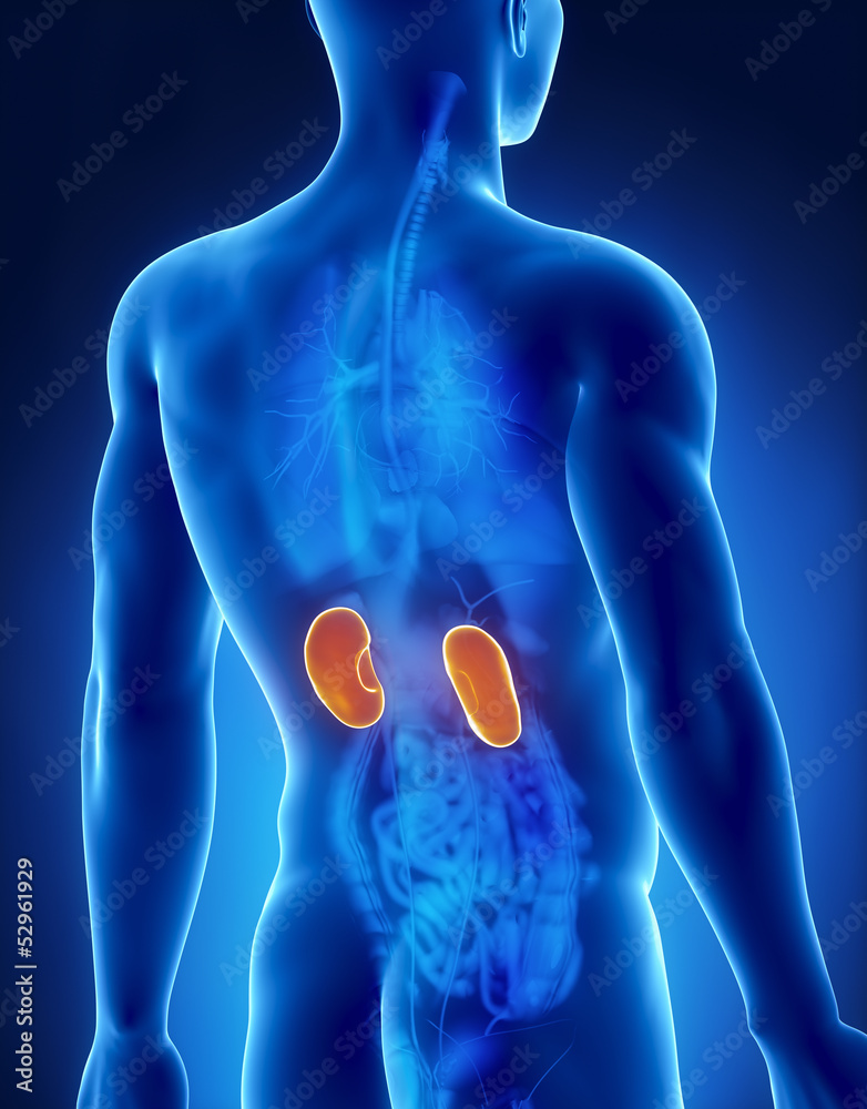 Kidney male anatomy posterior x-ray view Stock Illustration | Adobe Stock
