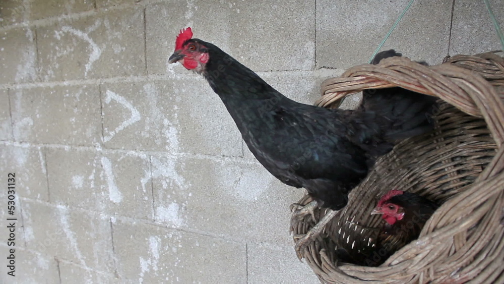 Gallina cacareando vídeo de Stock | Adobe Stock