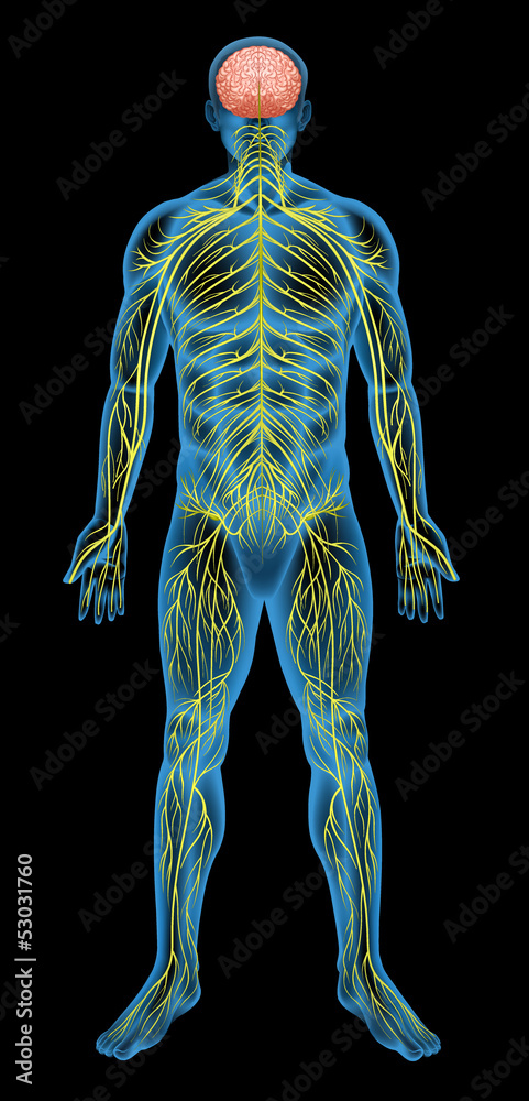 Human nervous system Stock Vector | Adobe Stock