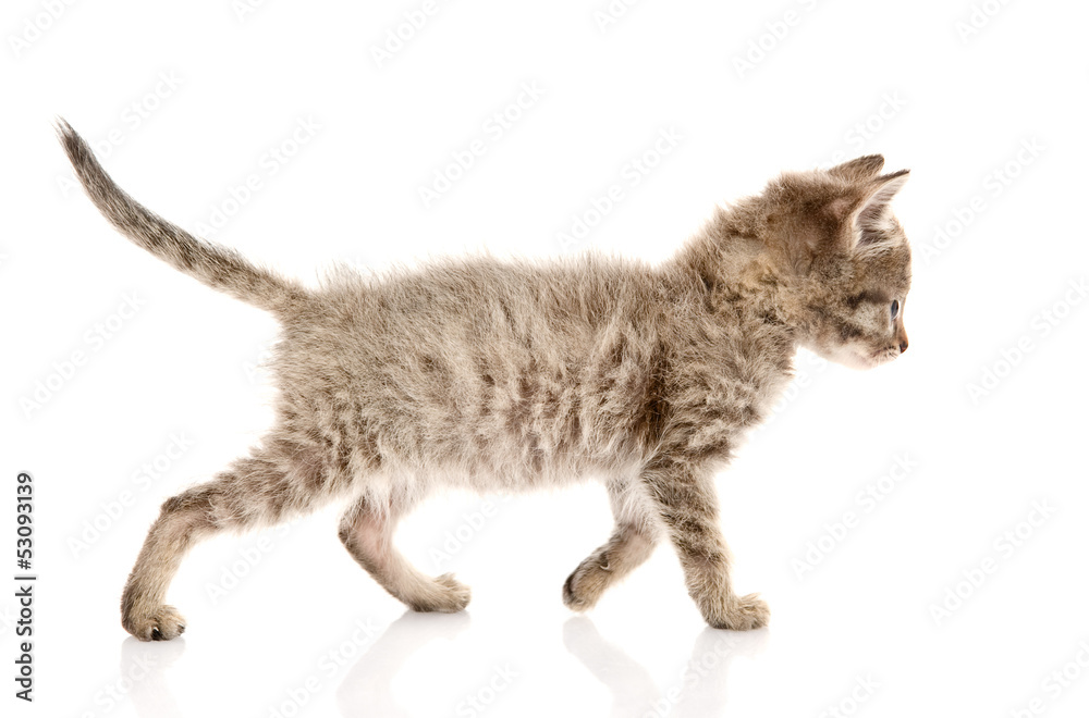 walking kitten. isolated on white background Stock Photo | Adobe Stock