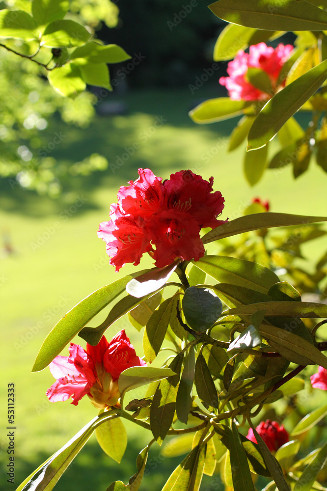 Beautiful rhododendron flowers in the park Stock Photo | Adobe Stock