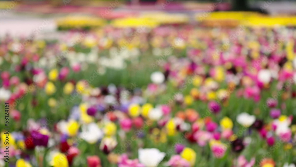 Tilting of many colorful flowers in a park in spring Stock Video ...