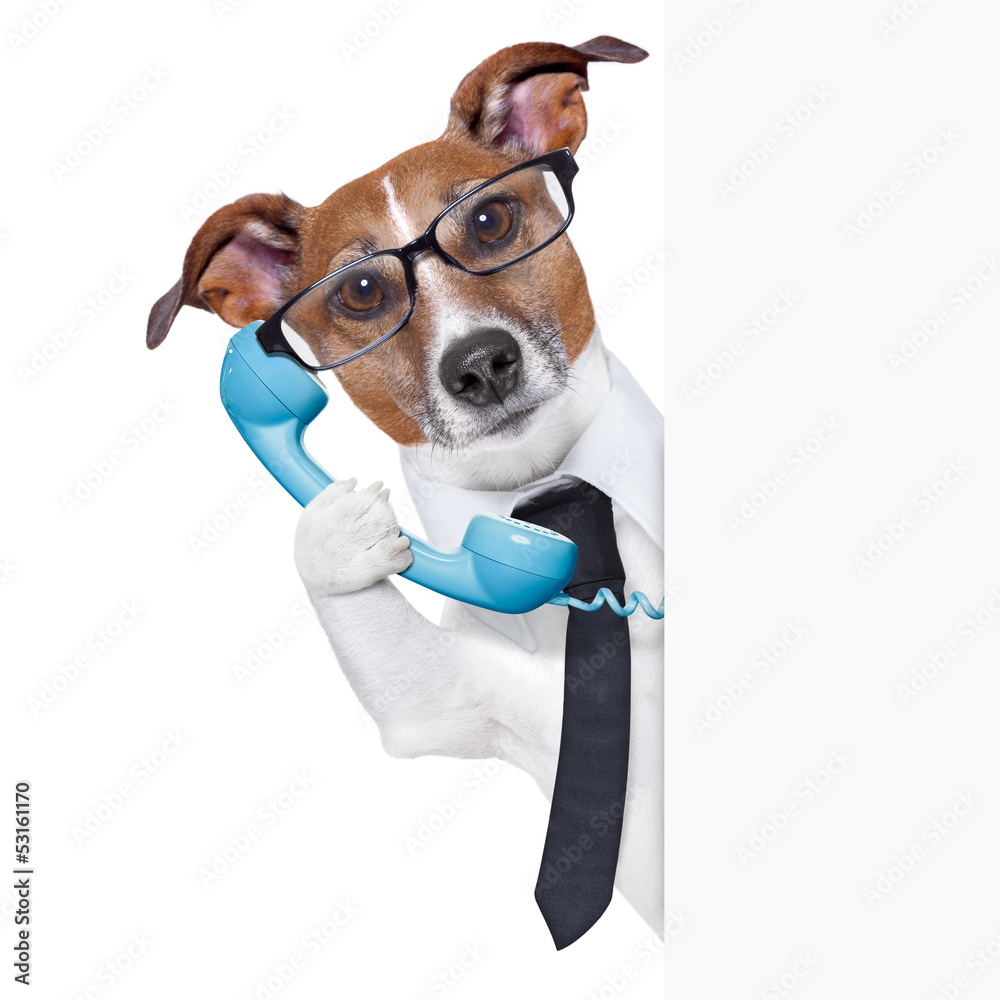 business dog Stock Photo | Adobe Stock