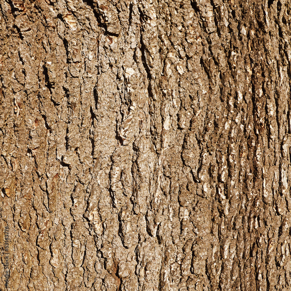 Brown tree bark Stock Photo | Adobe Stock