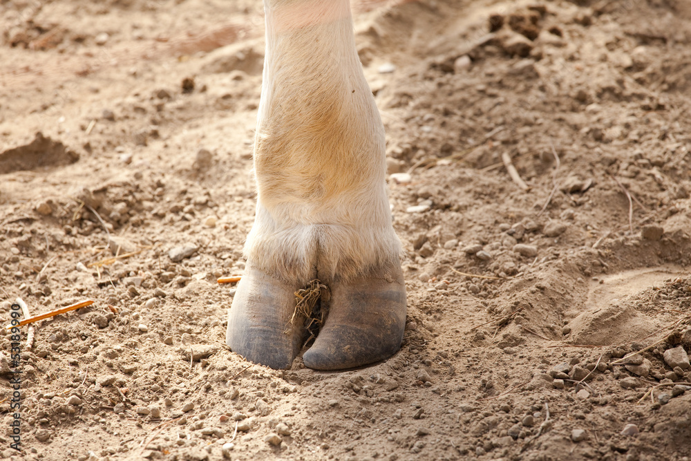 zampa della mucca Stock Photo | Adobe Stock