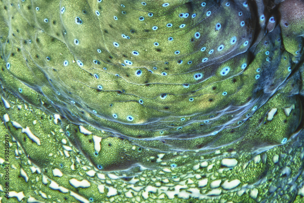 Green and blue giant clam close up detail portrait Stock Photo | Adobe ...