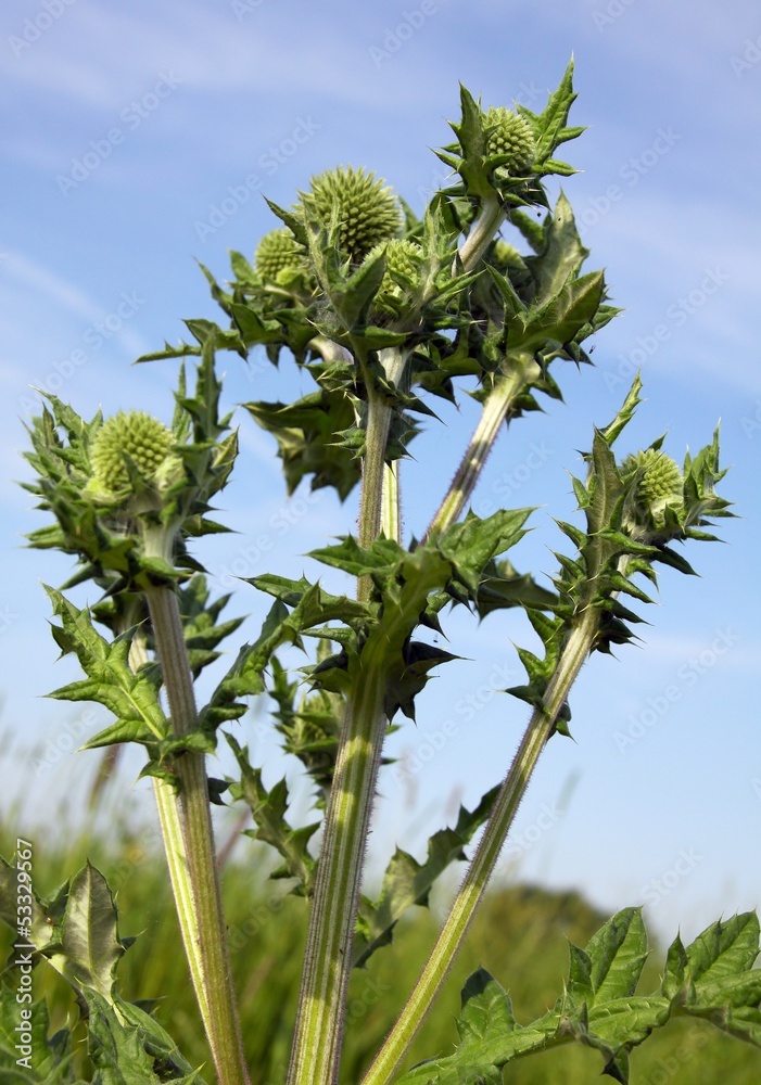 Eryngium Alpinum Plant