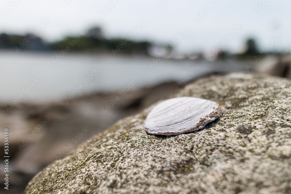 clamshell on rock Stock Photo | Adobe Stock