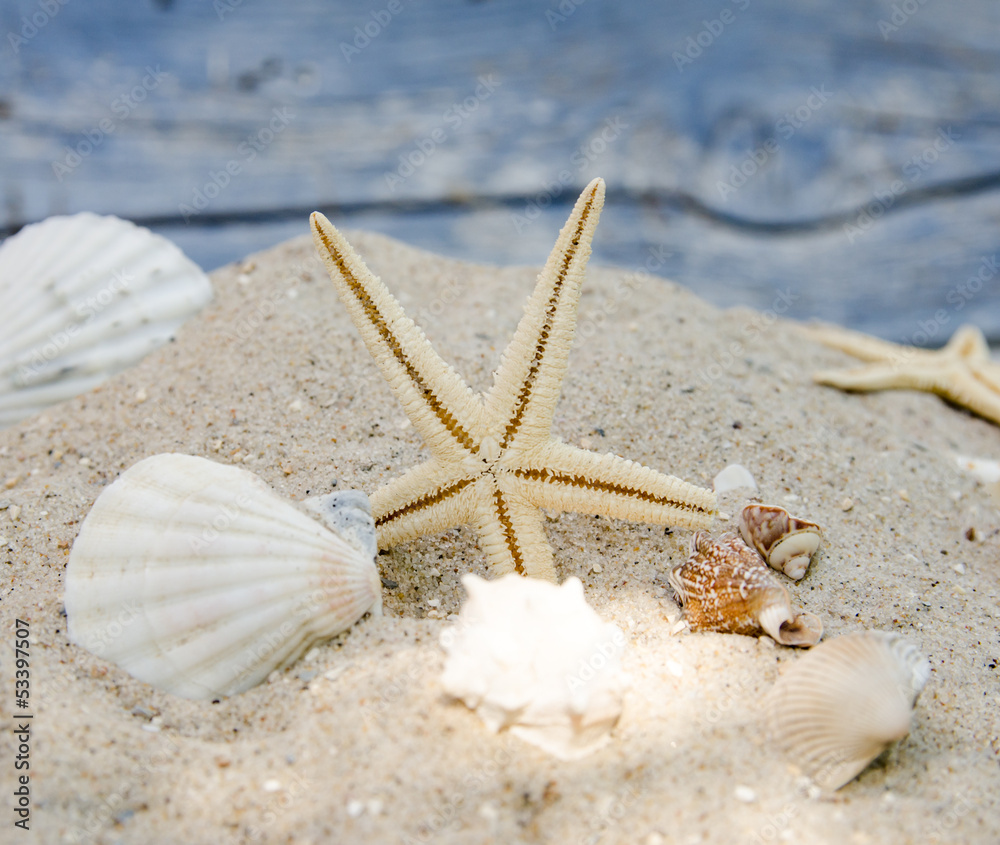 Seestern und Muscheln Stock-Foto | Adobe Stock