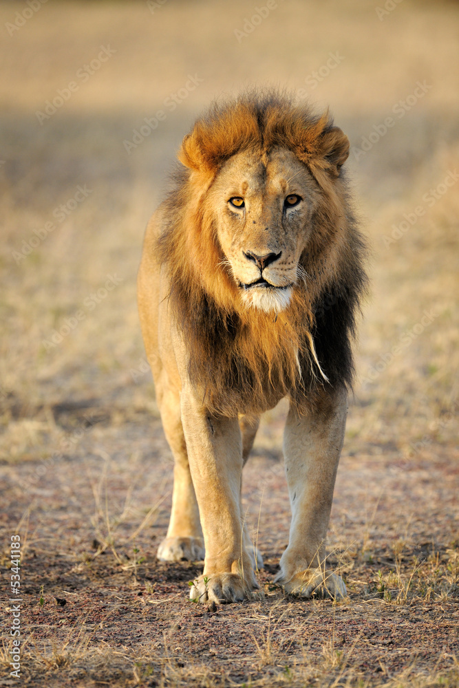 Male Lion standing up front. Stock Photo | Adobe Stock