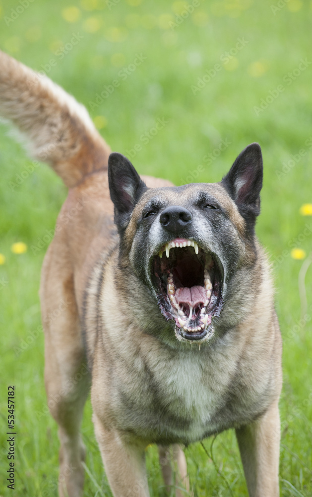 Snarling police dog showing teeth Stock Photo | Adobe Stock