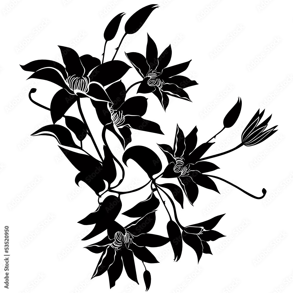 clematis flowers vector isolated Stock Vector | Adobe Stock