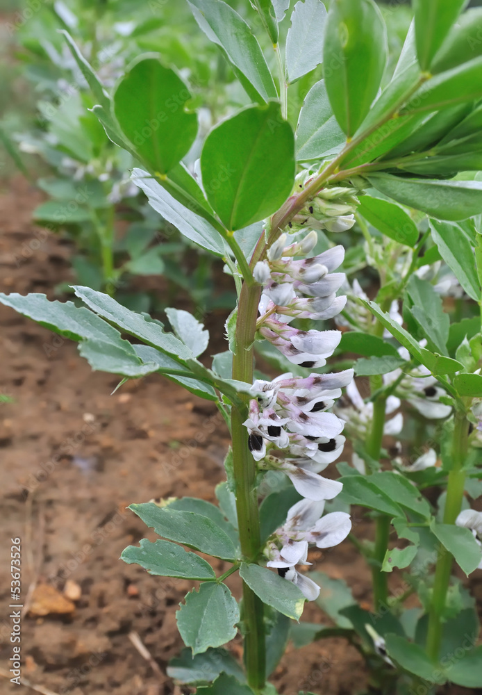 plants de fève en fleurs Photos | Adobe Stock