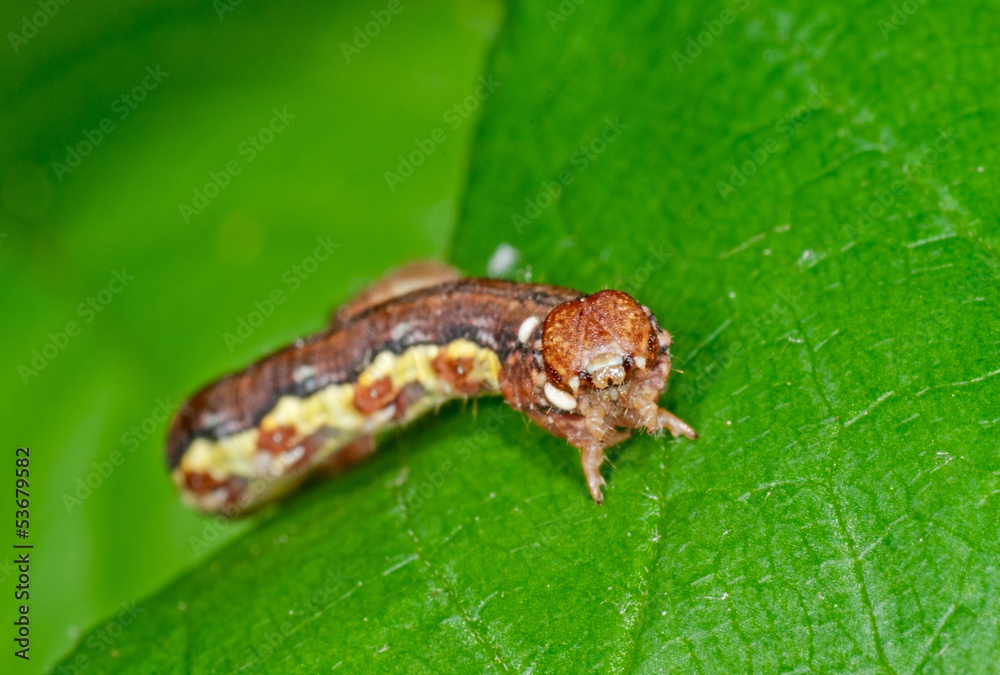 Geometer moth (Geometridae sp.) larva on the leaf Stock Photo | Adobe Stock