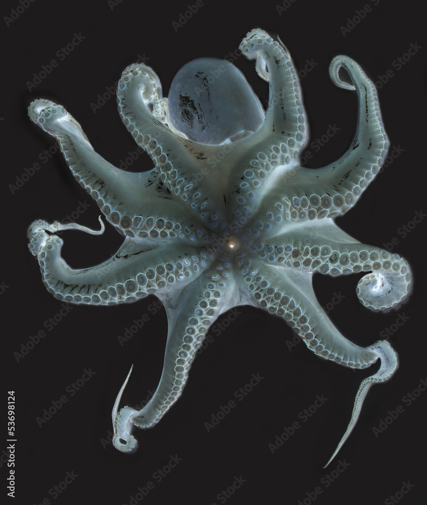 Octopus X Ray at Barry Burson blog