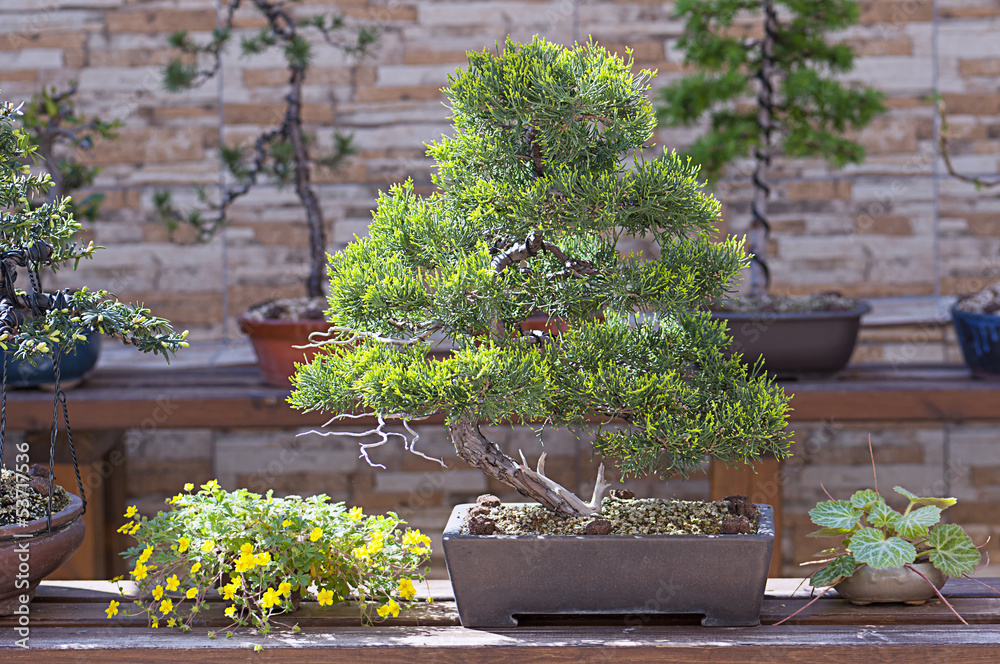 Juniper Bonsai Stock Photo | Adobe Stock