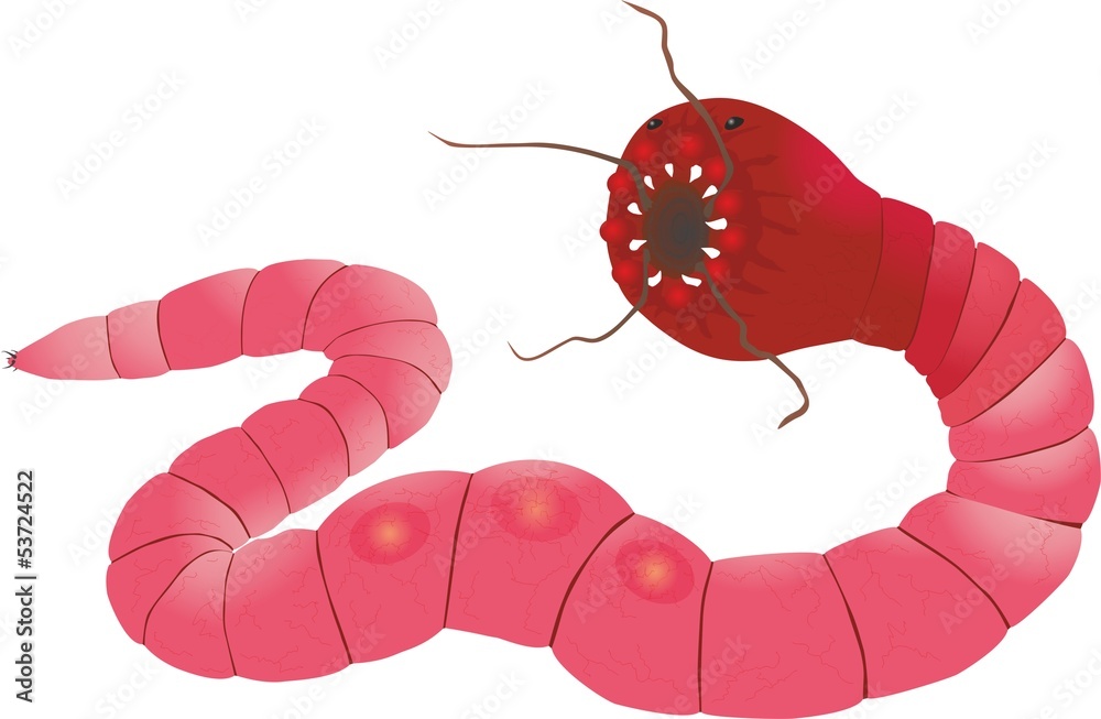 Mongolian death worm (Olgoi-khorkhoi), the poisonous cryptid Stock ...