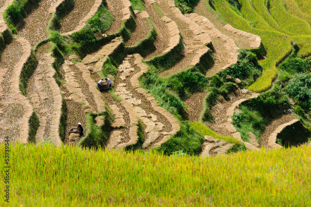 The traditional way of threshing grain in Northwest of Vietnam, Stock ...