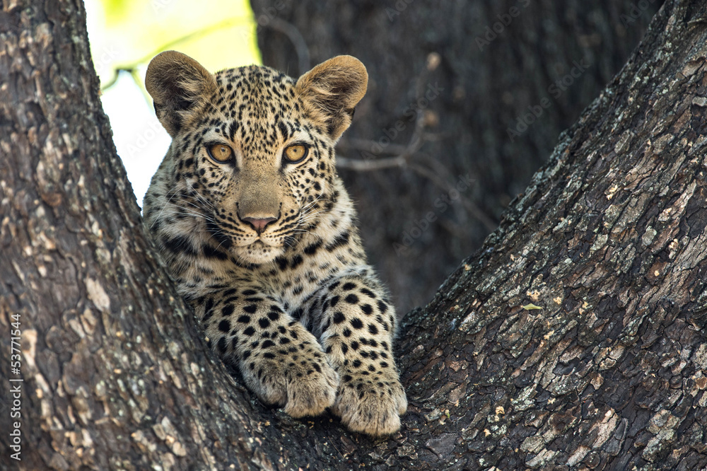 Baby leopard in a tree Stock Photo | Adobe Stock