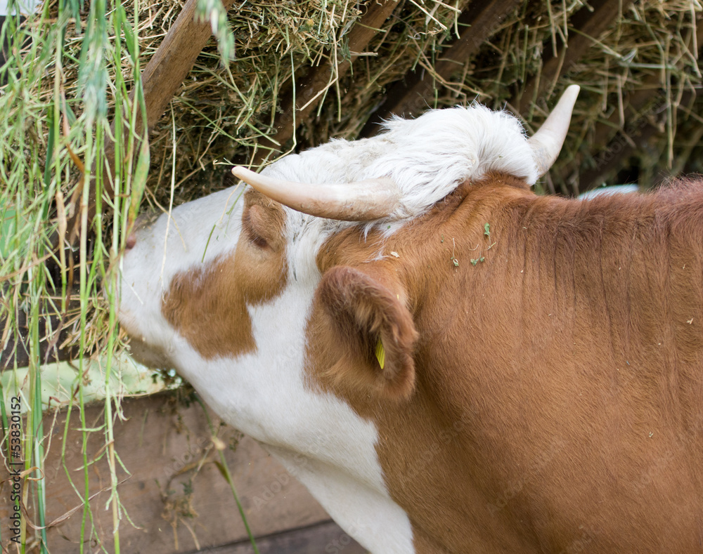 cow eating hay Stock Photo | Adobe Stock