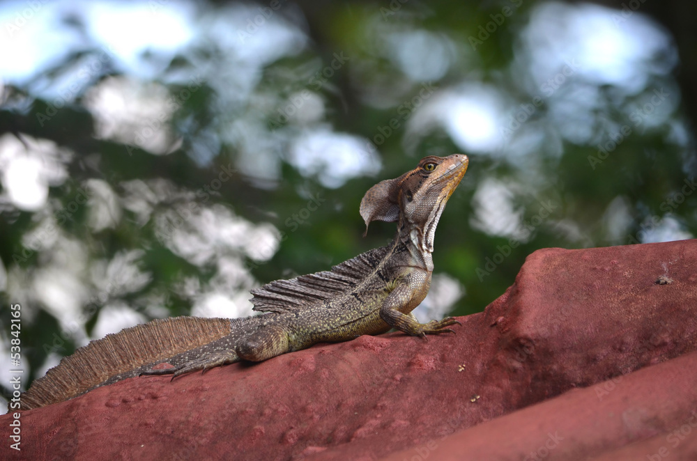 Jesus Christ Lizard Stock Photo | Adobe Stock