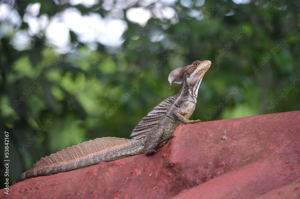 Jesus Christ Lizard Stock Photo | Adobe Stock