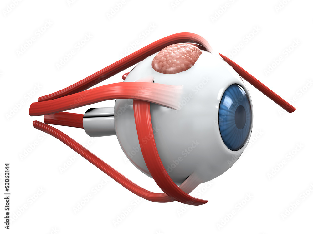 Human Eye Dissection Anatomy Stock Illustration | Adobe Stock