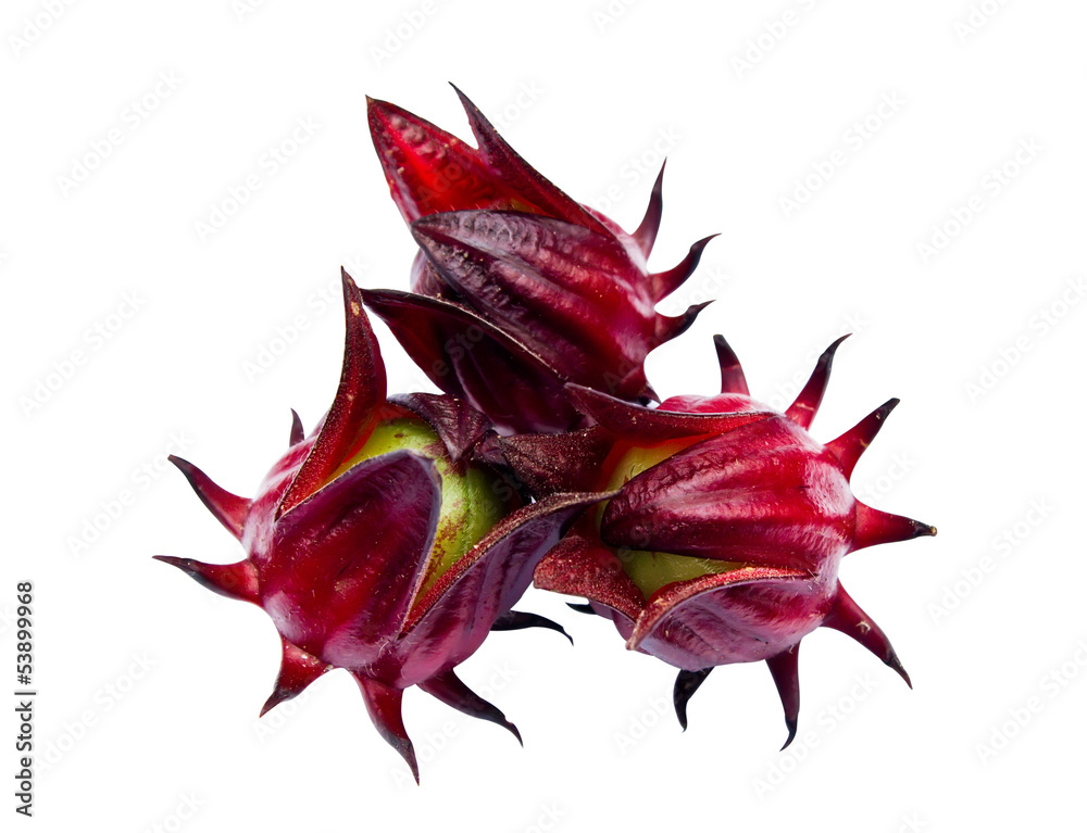 roselle isolated on white Stock Photo | Adobe Stock