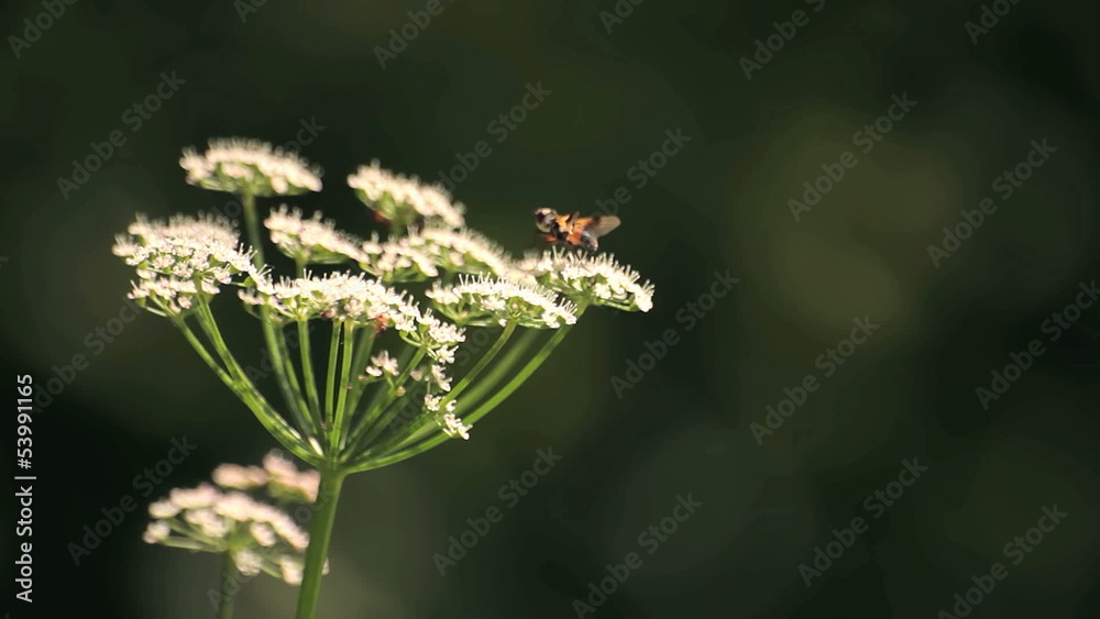 Маленькая муха и муравьи на белых цветах Stock-Video | Adobe Stock
