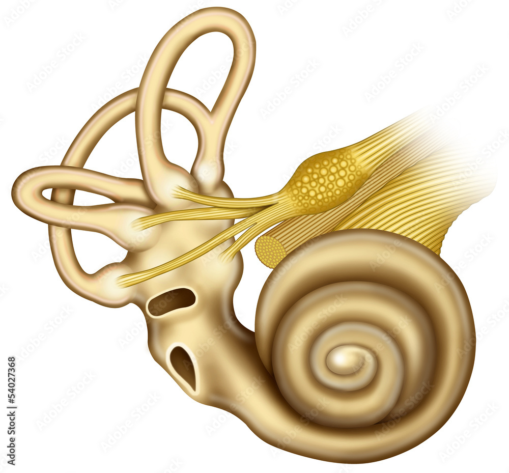 Photo & Art Print la cochlea, ilusmedical