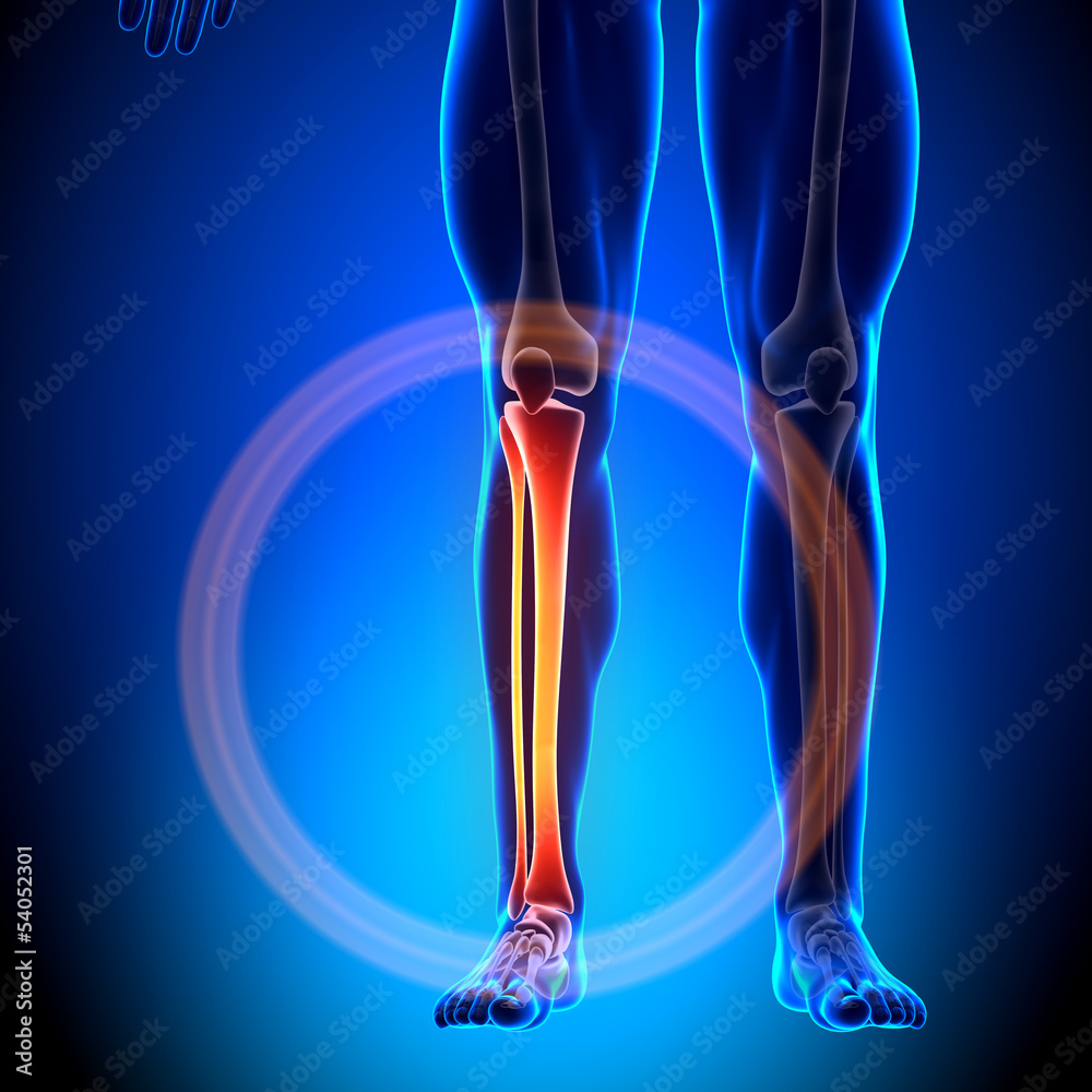 Tibia / Fibula - Anatomy Bones Stock Illustration | Adobe Stock