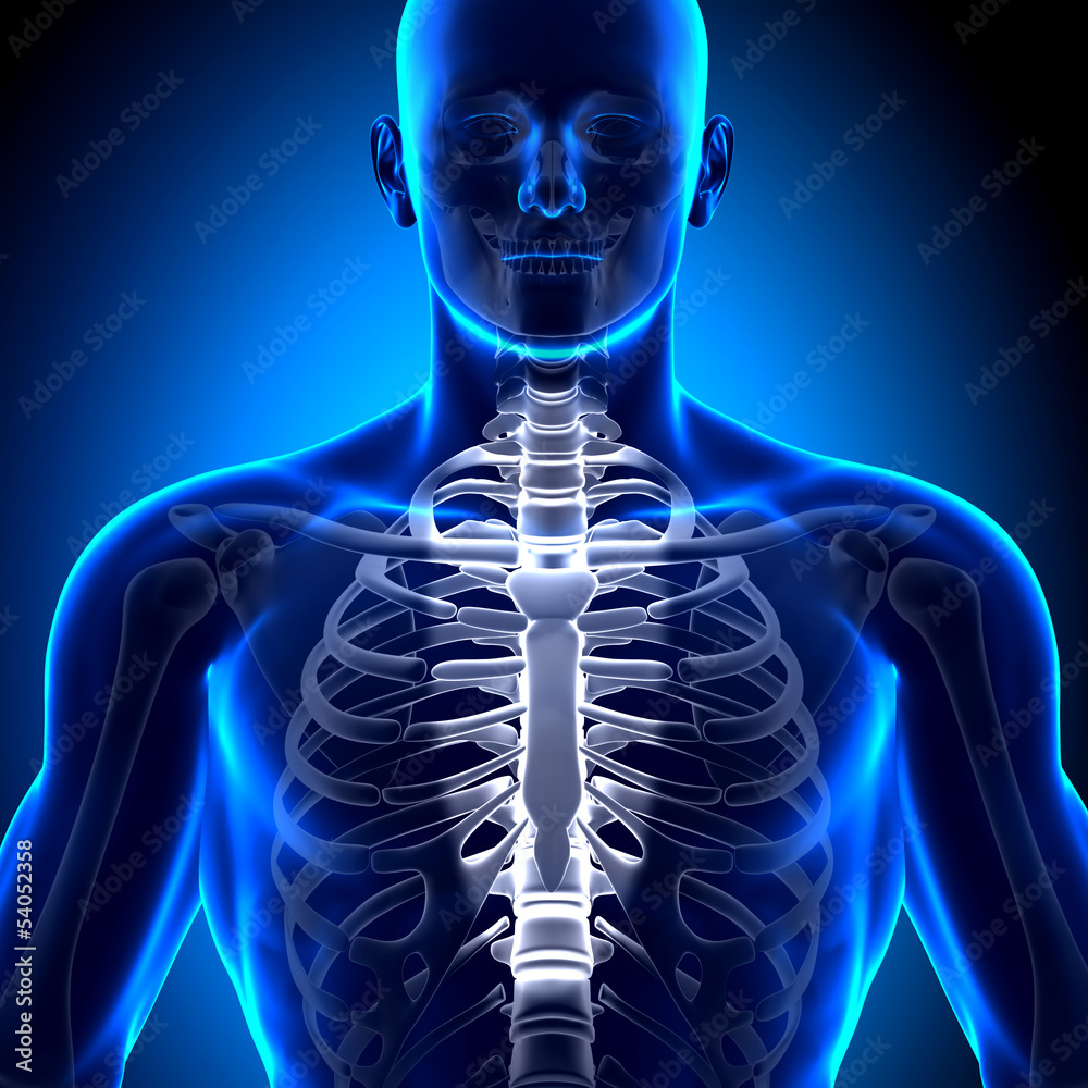 Sternum - Anatomy Bones Stock Illustration | Adobe Stock