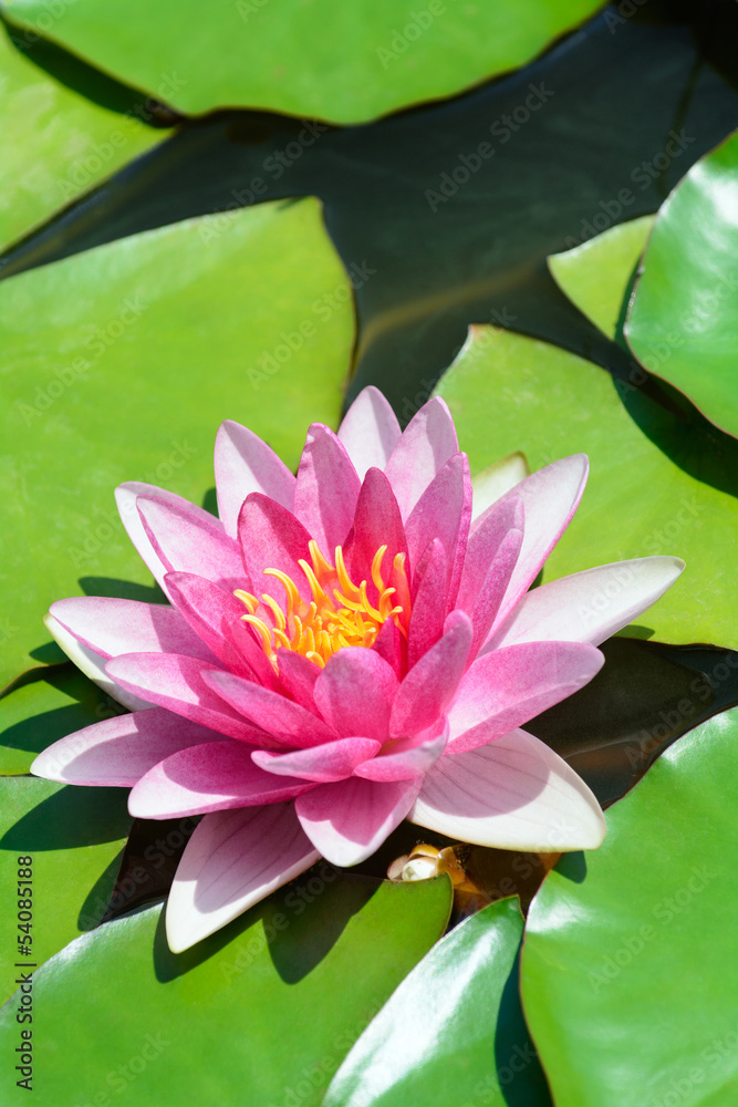 Ninfea - Nymphaea Stock Photo | Adobe Stock