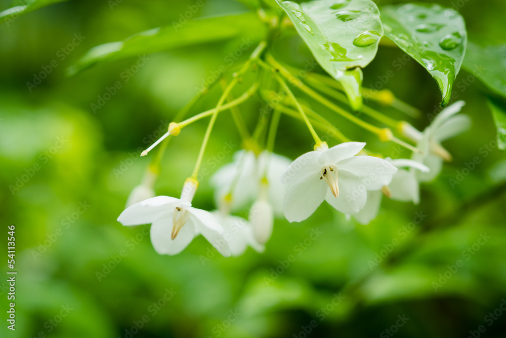 Water Jasmine aka. Wild Water Plum (Wrightia religiosa Benth) Stock ...
