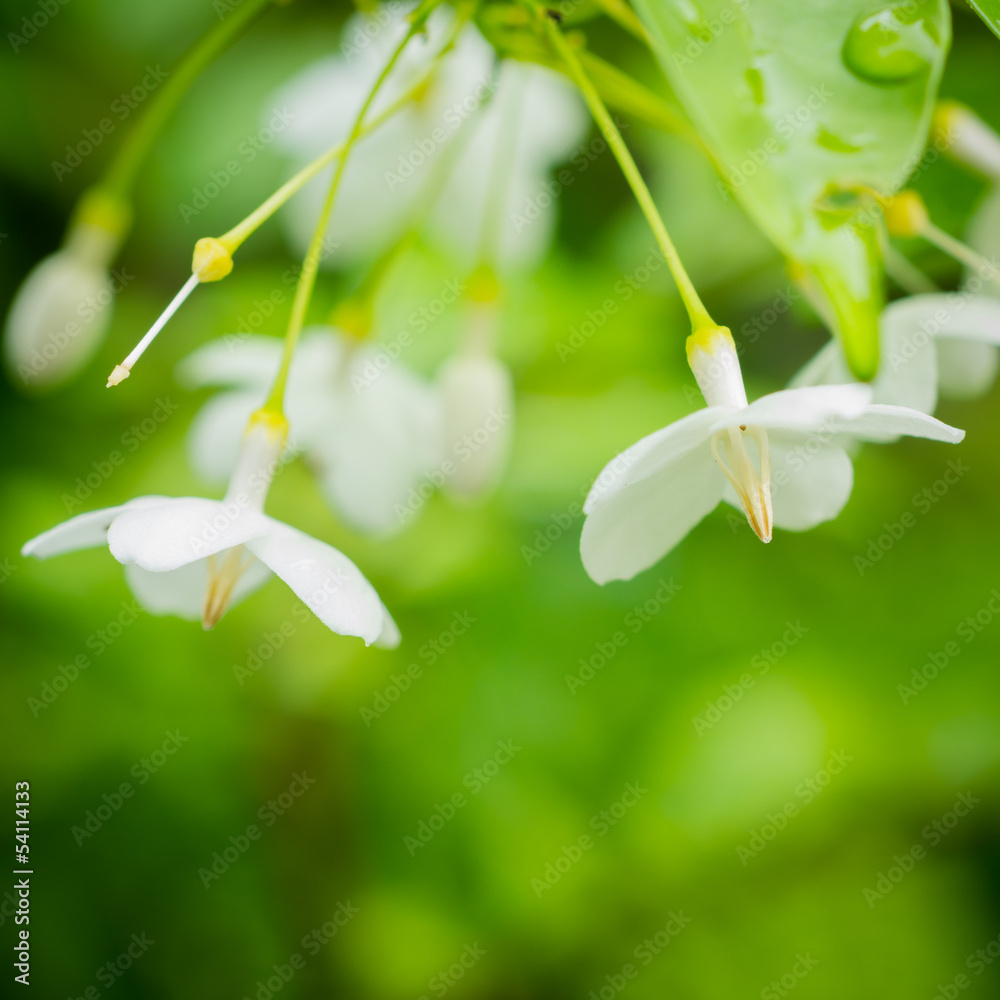 Foto de Water Jasmine aka. Wild Water Plum (Wrightia religiosa Benth ...