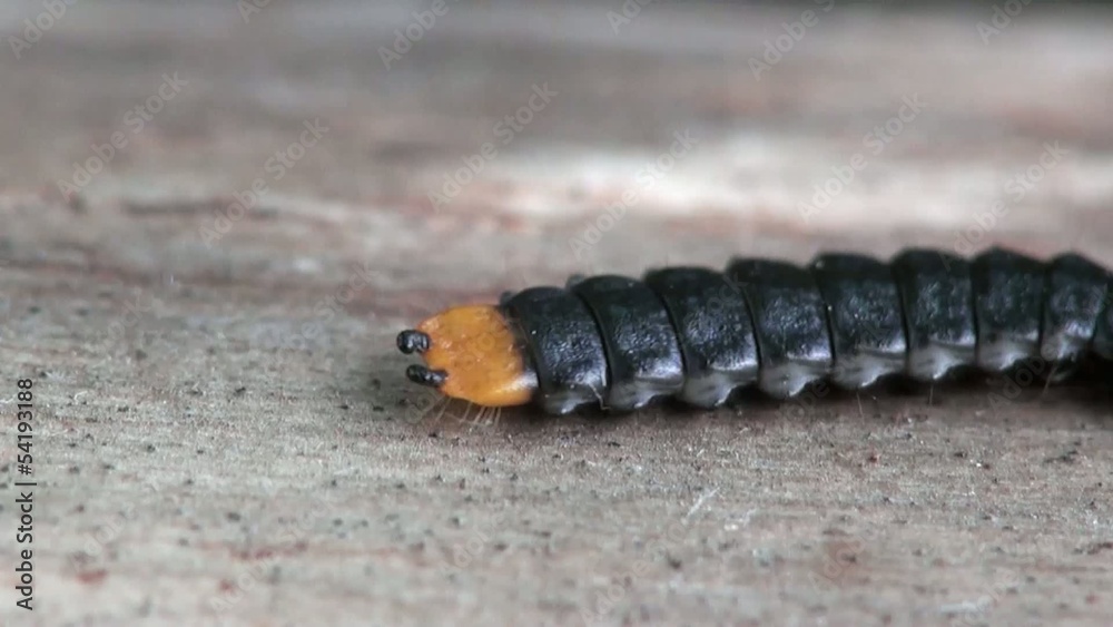 Vidéo Stock Black Carabus Monilis larva with a yellow imitation head on ...