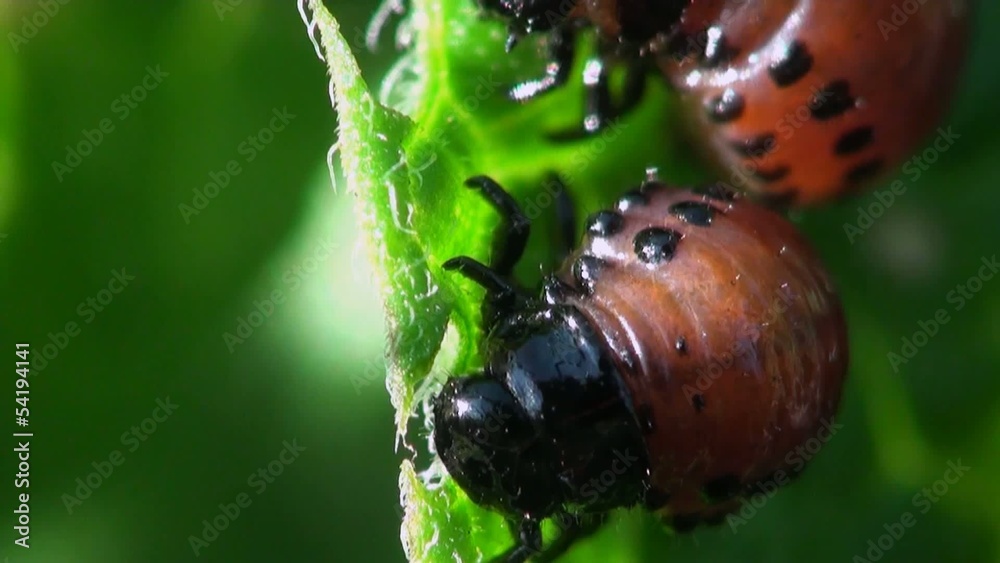 Insect Larvae macro: Second Instar Colorado Potato Beetle Agriculture ...