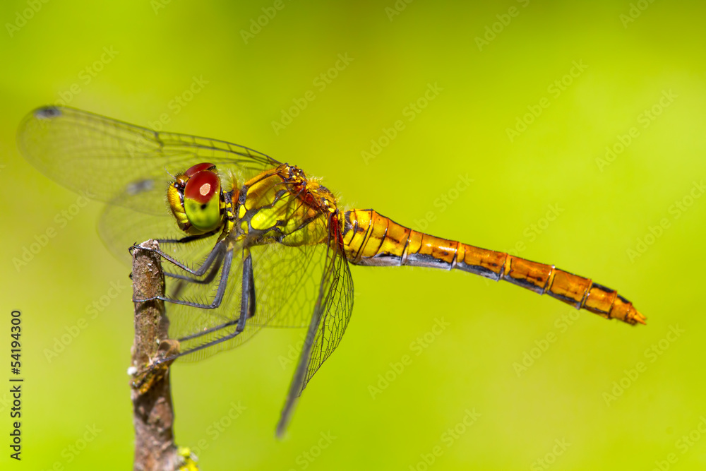 Sympetrum sanguineum Stock Photo | Adobe Stock