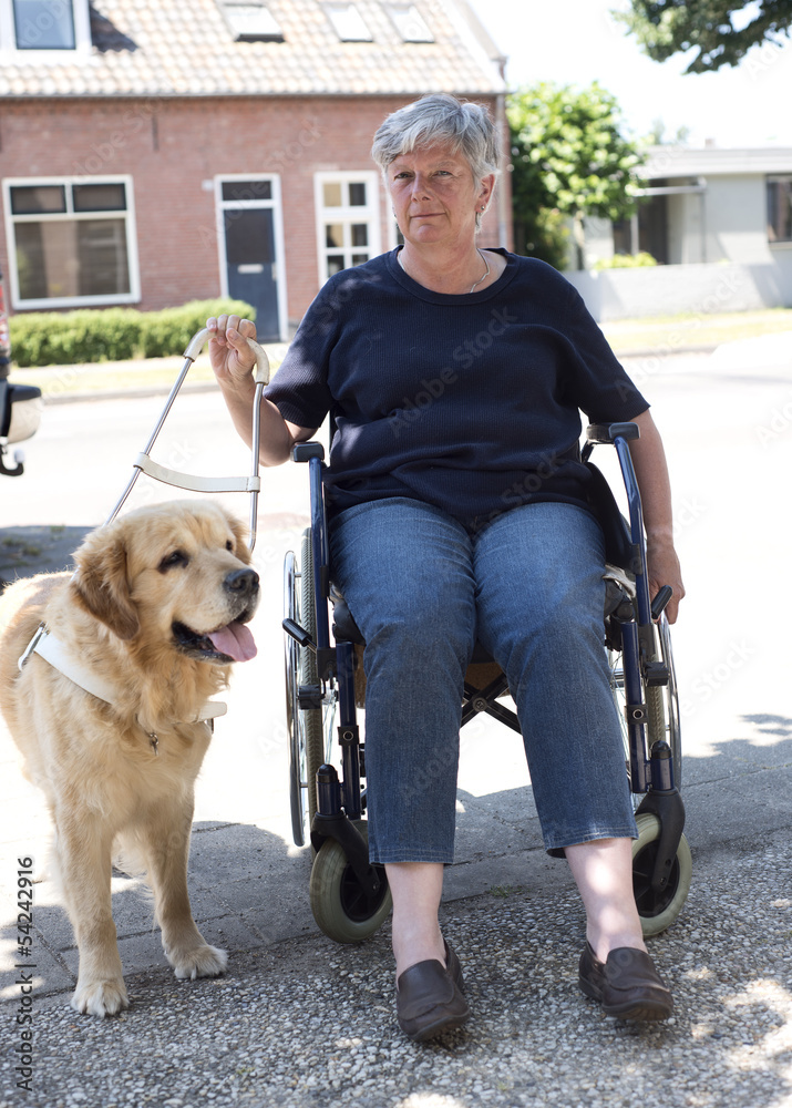 Guide dog with wheelchair Stock Photo | Adobe Stock