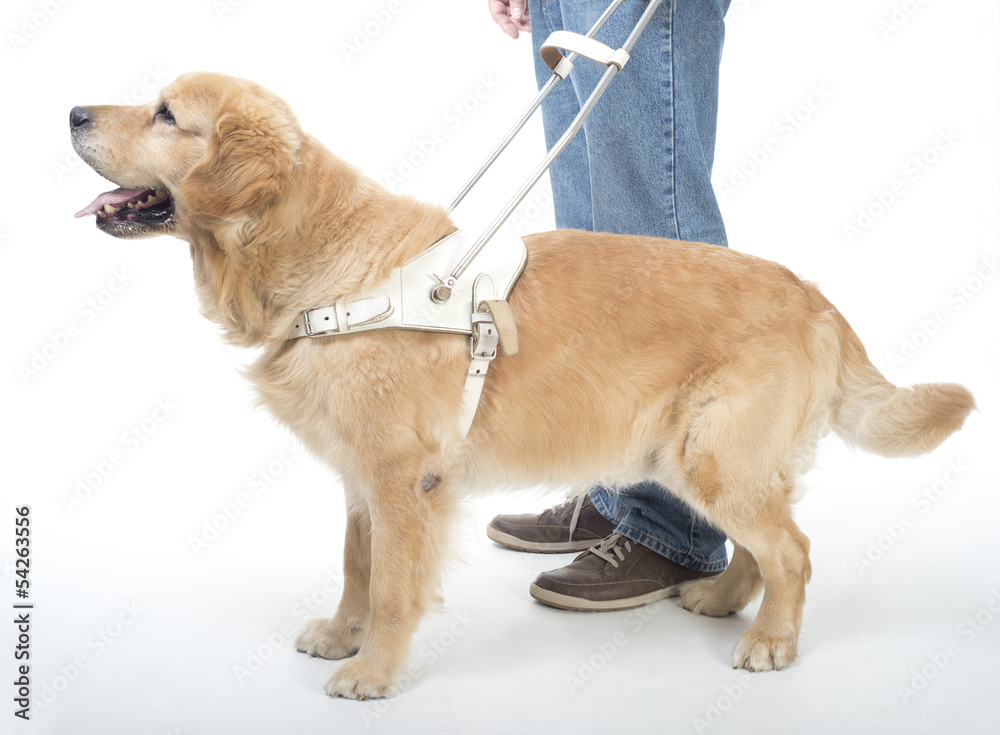 Guide dog isolated on white Stock Photo | Adobe Stock