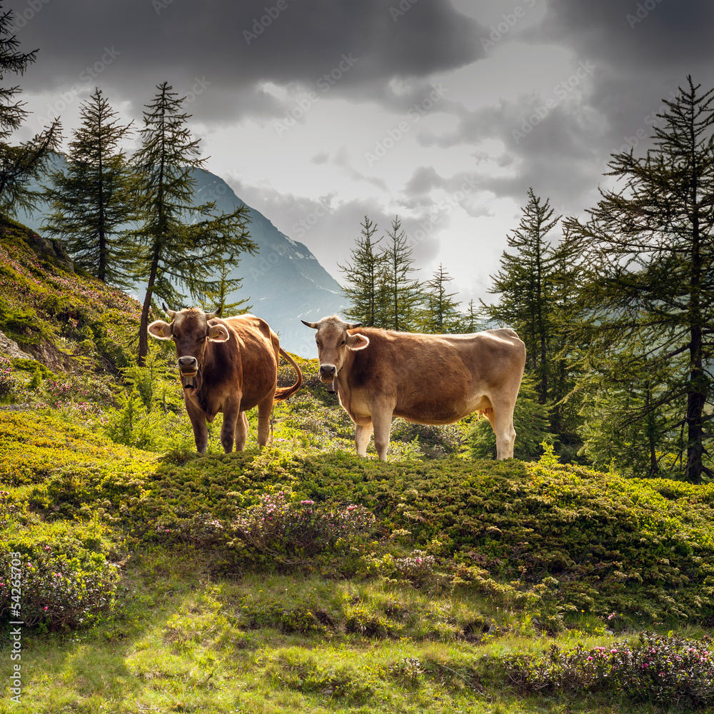 bovini al pascolo in alta montagna Stock Photo | Adobe Stock