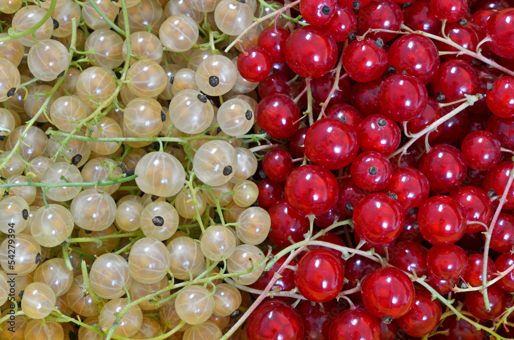 weiße & rote Johannisbeeren Stock Photo | Adobe Stock