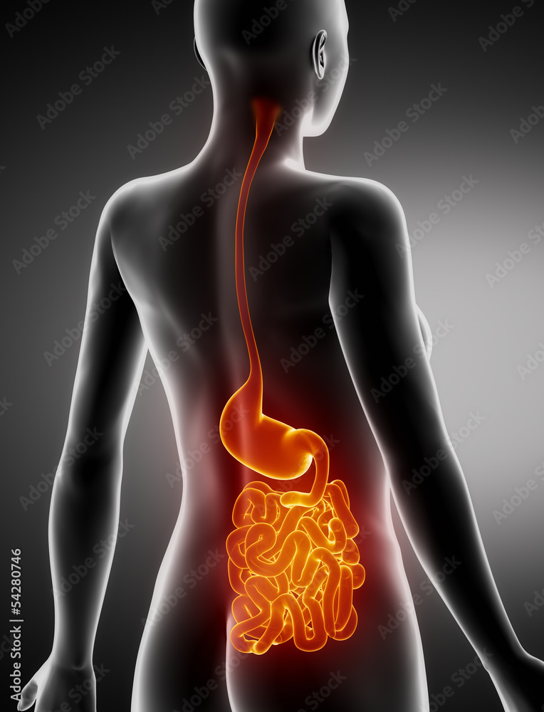 Female Stomach Anatomy