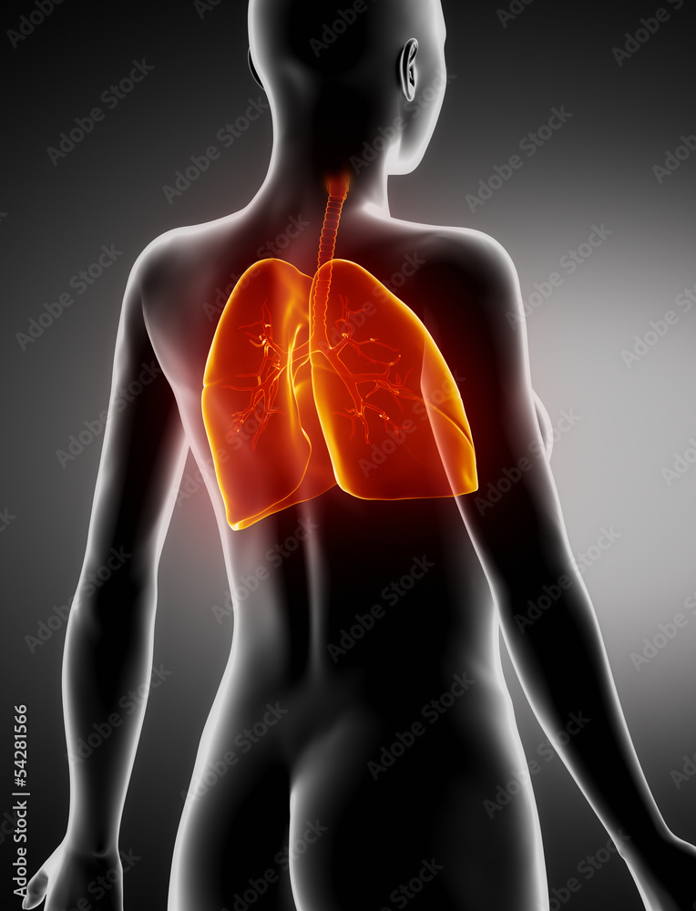 Female LUNGS and BRONCHUS anatomy x-ray posterior view Stock ...