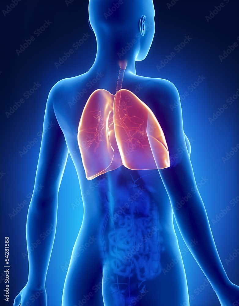 Female LUNGS and BRONCHUS anatomy x-ray posterior view Stock ...