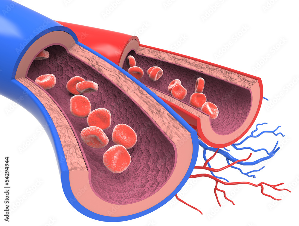Arterias y Venas Stock Illustration | Adobe Stock