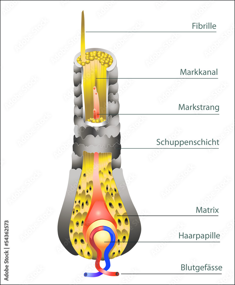 Haarwurzel Stock-Vektorgrafik | Adobe Stock